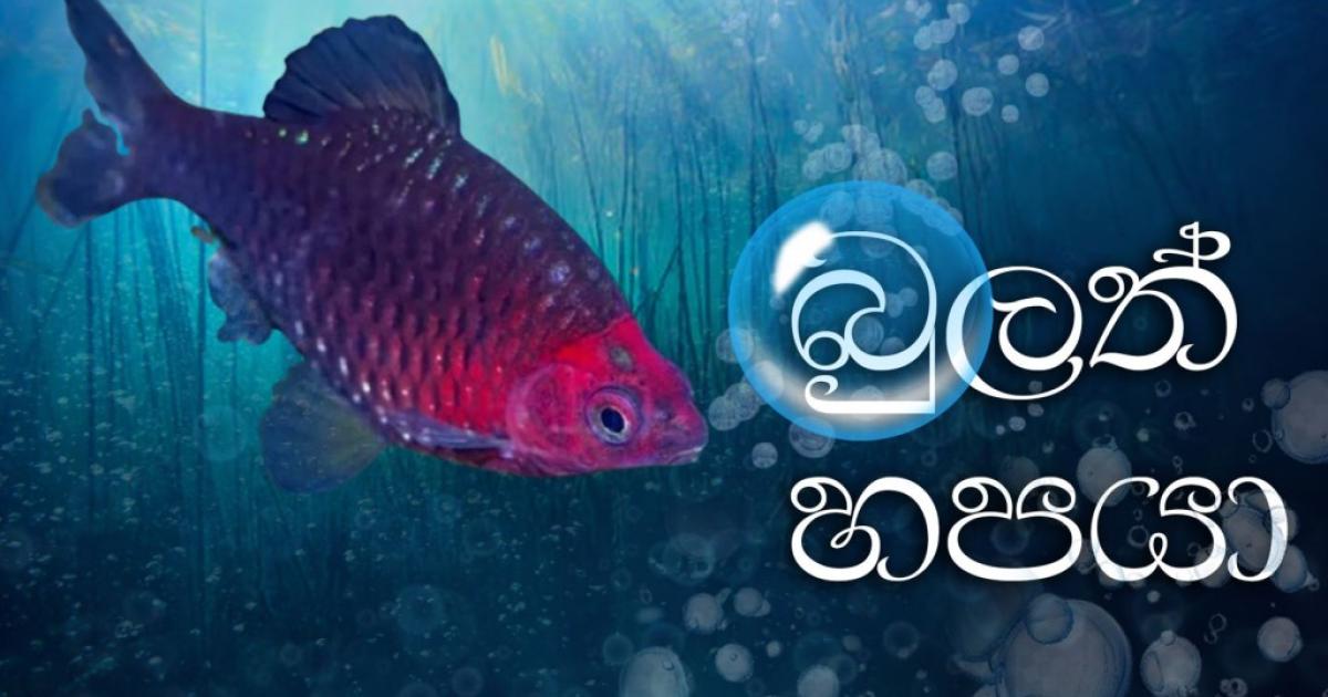මිහිතලයට මොහොතක් - බුලත් හපයා | RVA