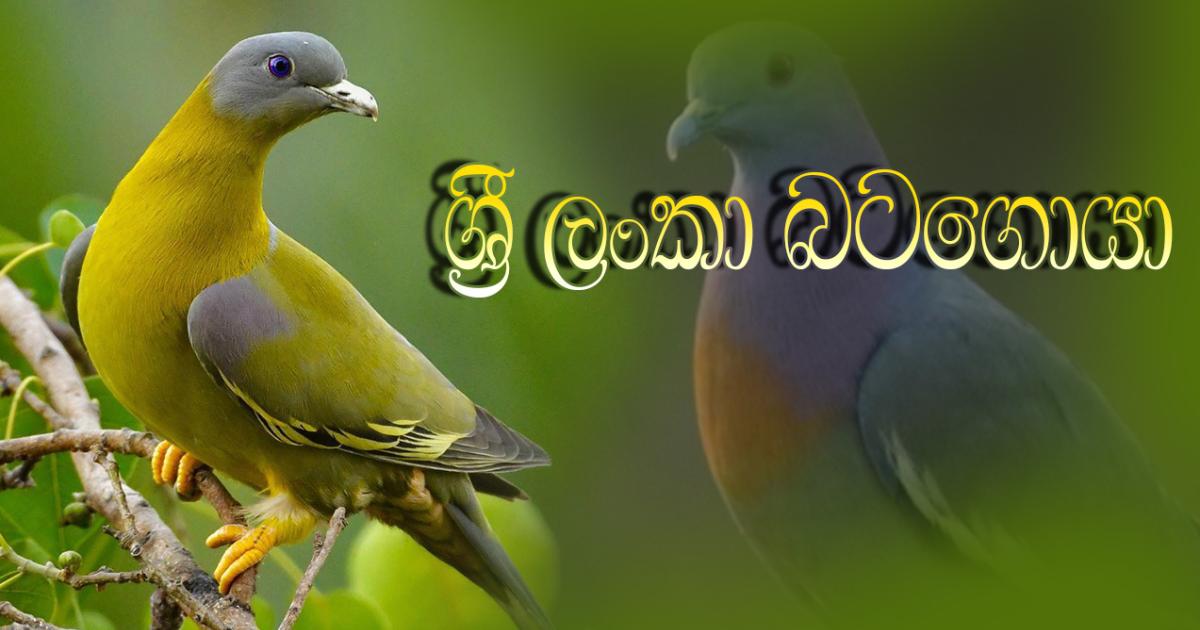 මිහිතලයට මොහොතක් - ශ්‍රී ලංකා බටගොයා | RVA